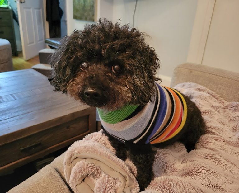 Autism, animals, & pet ownership | Embrace Autism