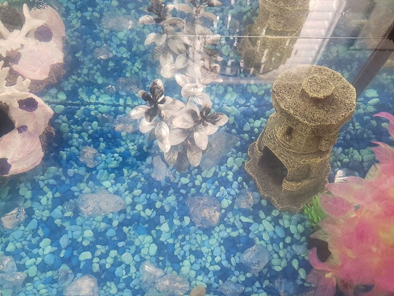 My pet fish | Embrace Autism